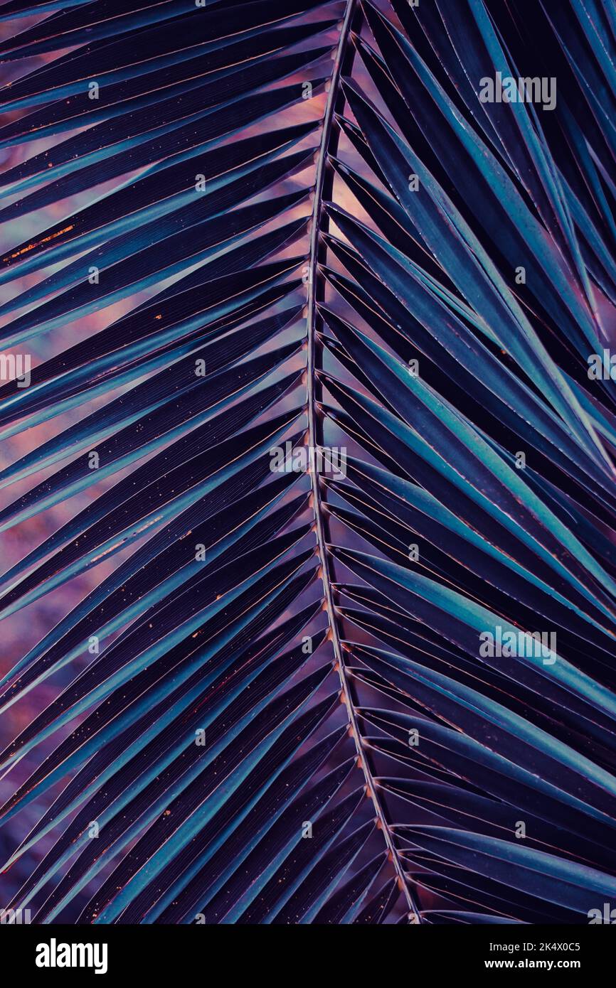 blue palm tree leaves, blue background Stock Photo - Alamy