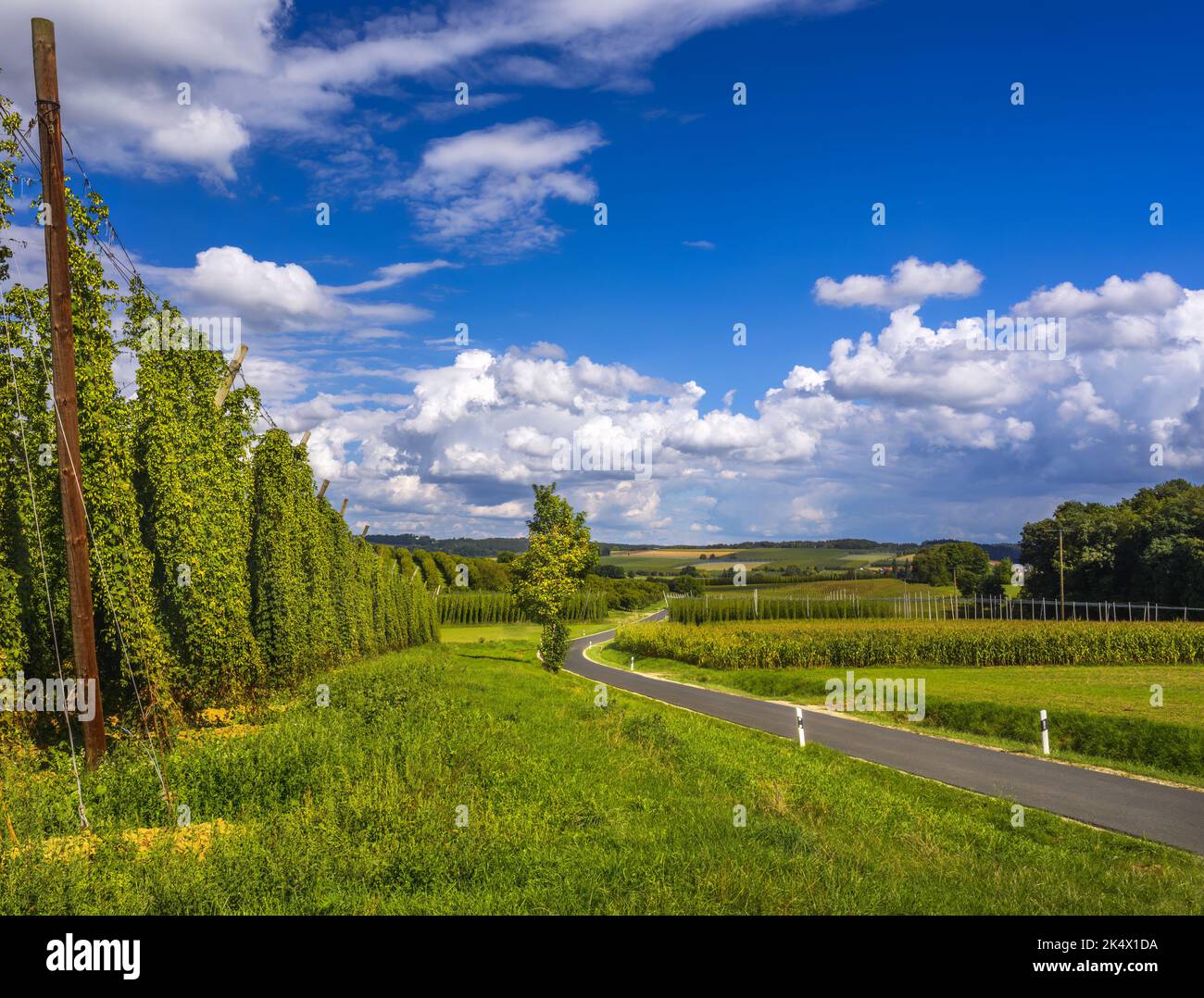 Growing hops in a hop garden in Bavaria, in an area called Hallertau ...