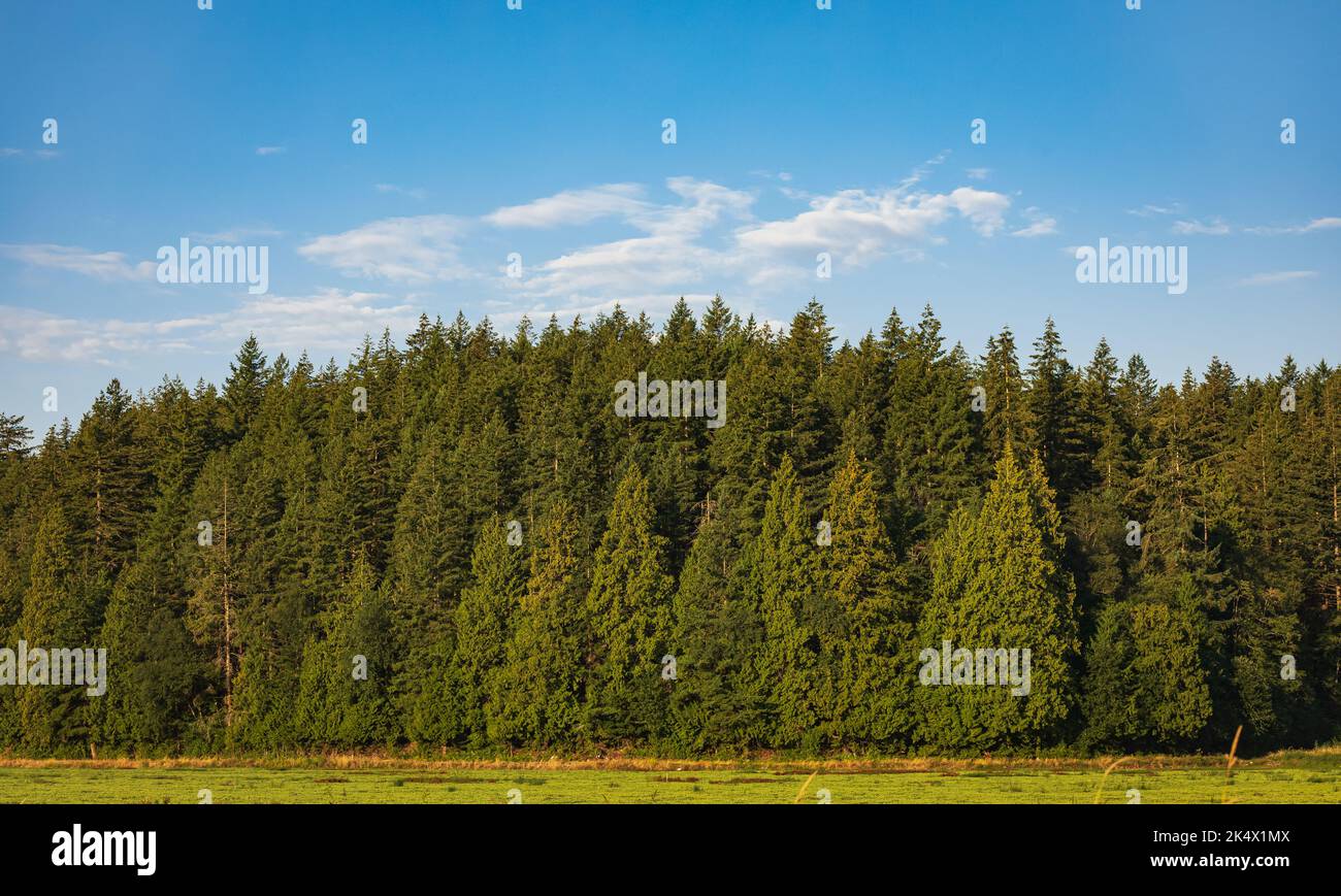 Beautiful pine trees on background high mountains. Canada. Beautiful ...