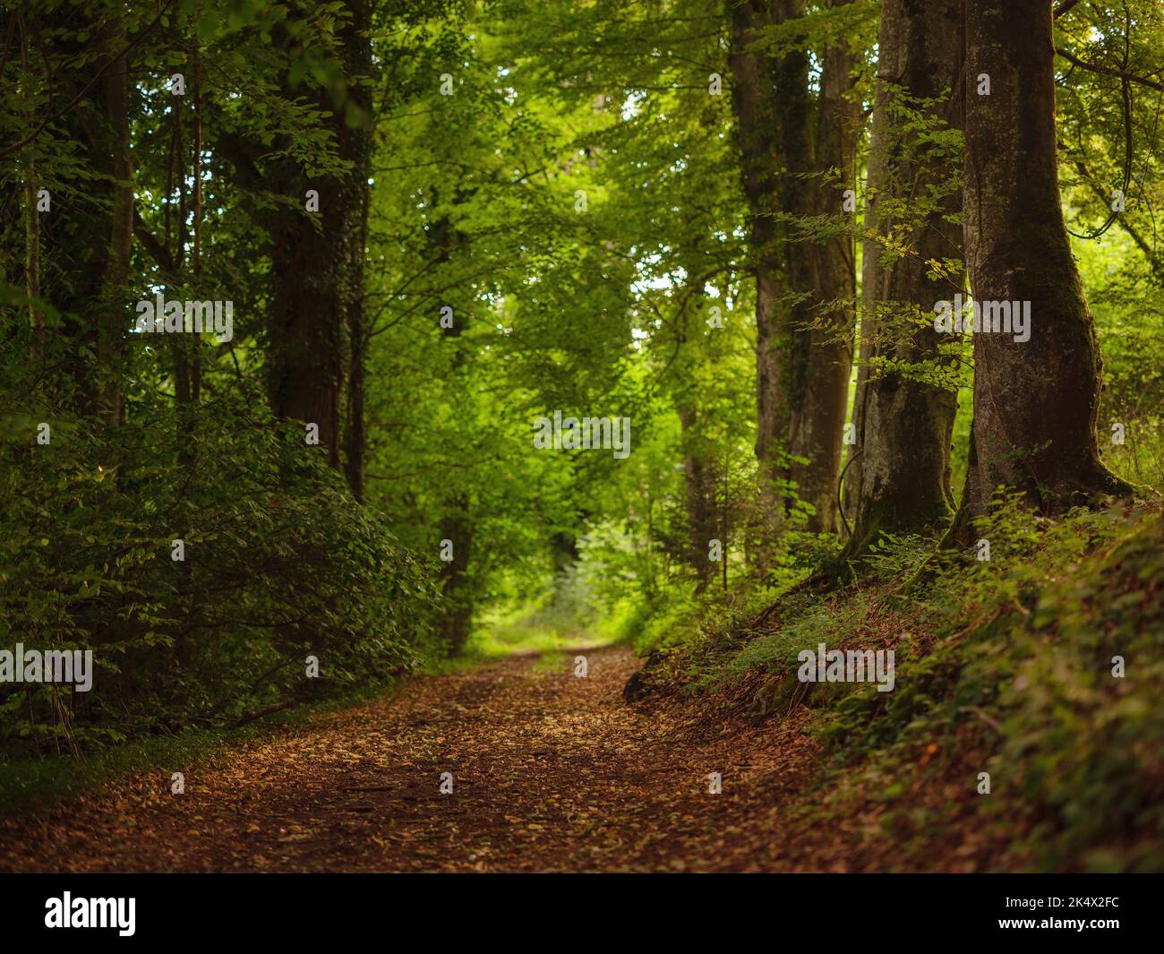 Green european forest landscape. beautiful nature of Switzerland and ...