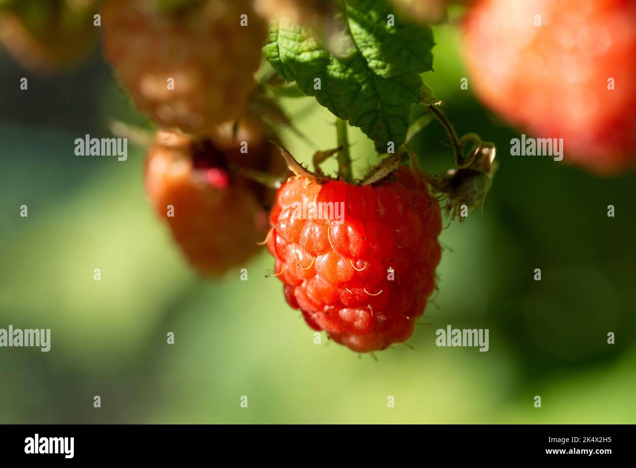 Red Raspberry, Rubus Idaeus Stock Photo - Alamy