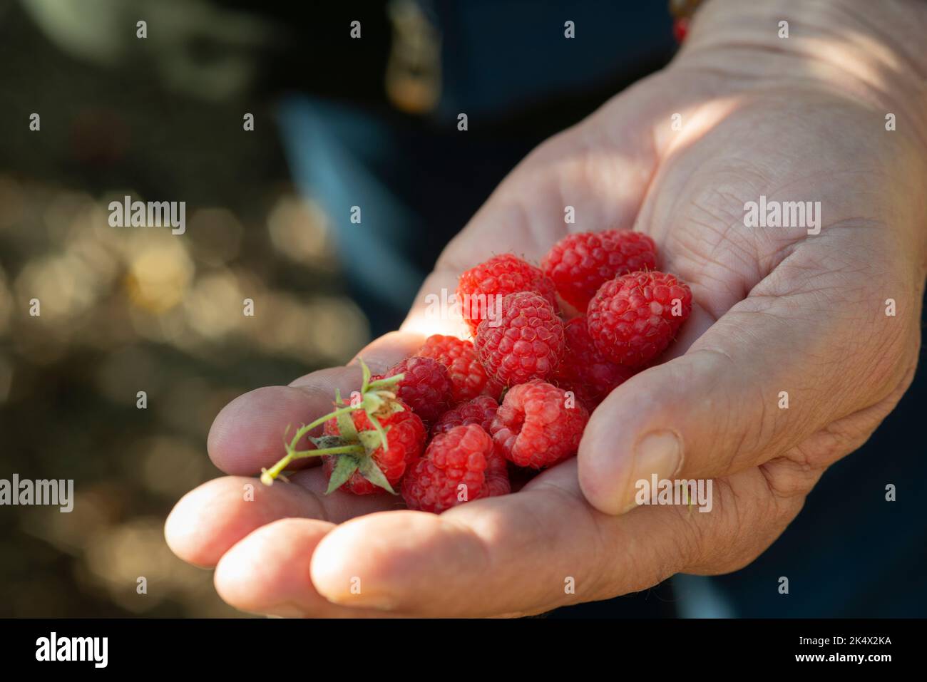 Man Holding Red Raspberry, Rubus Idaeus Stock Photo - Alamy