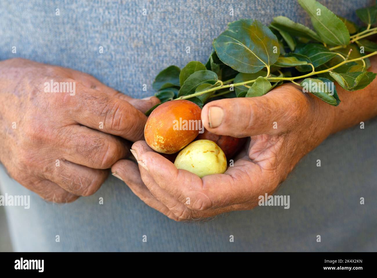 Italy, Lombardy, Market, Man Holding Jujube Fruits Stock Photo - Alamy
