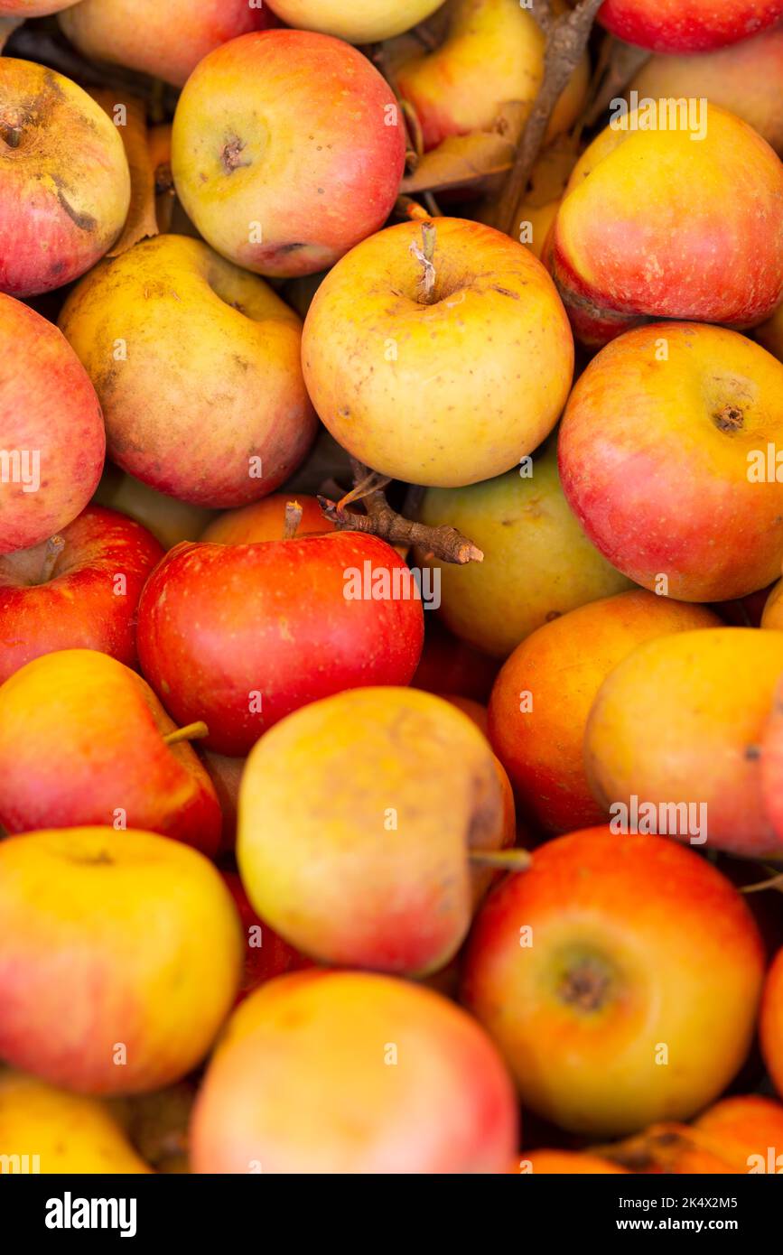 Apple, Malus Domestica, Belle de Boskoop Stock Photo - Alamy
