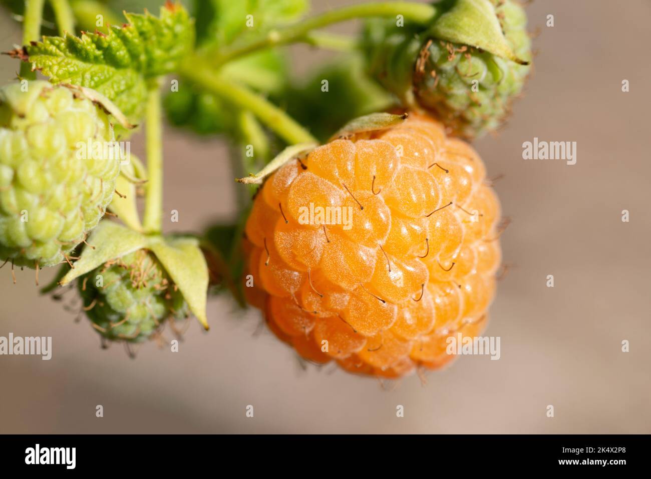 Yellow Raspberry, Rubus Idaeus Stock Photo - Alamy