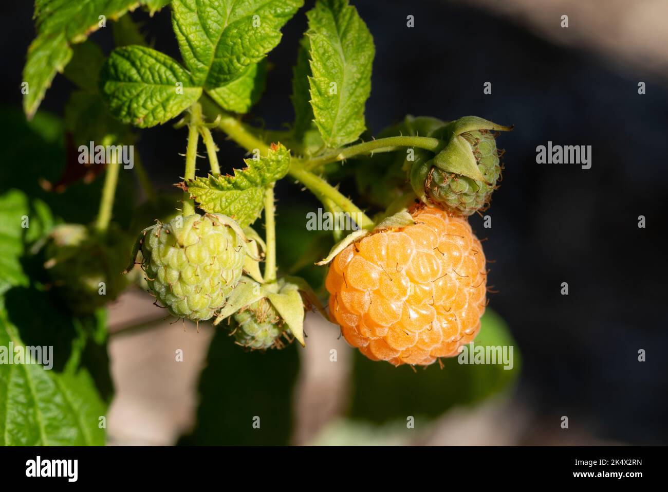 Yellow Raspberry, Rubus Idaeus Stock Photo - Alamy
