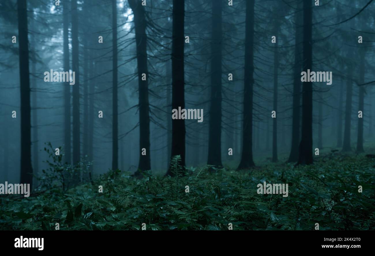 Gloomy and dark forest during a foggy morning with the best mystic ...