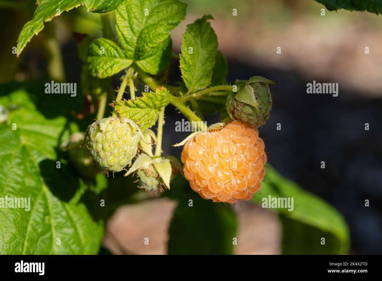 Yellow Raspberry, Rubus Idaeus Stock Photo - Alamy