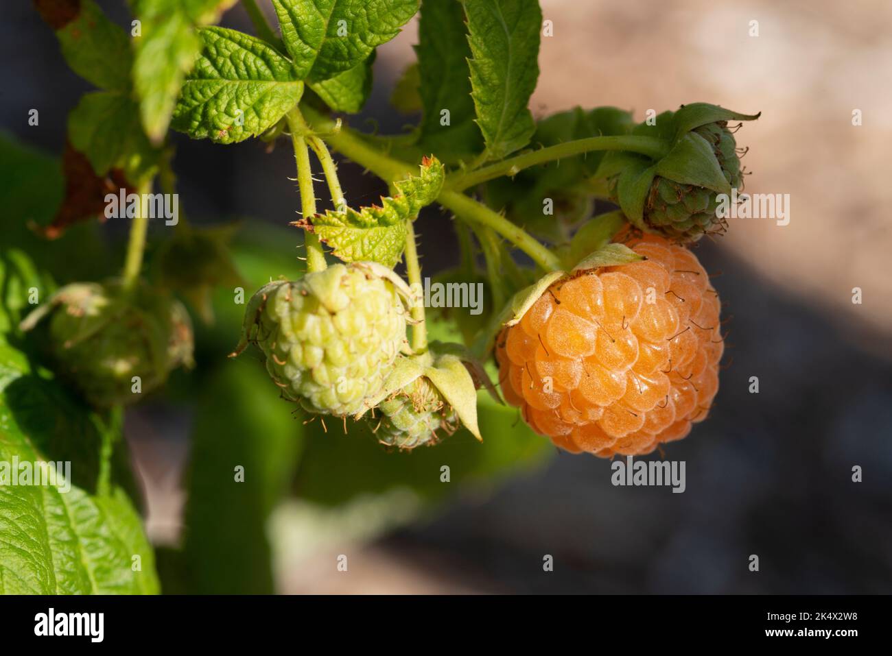 Yellow Raspberry, Rubus Idaeus Stock Photo - Alamy