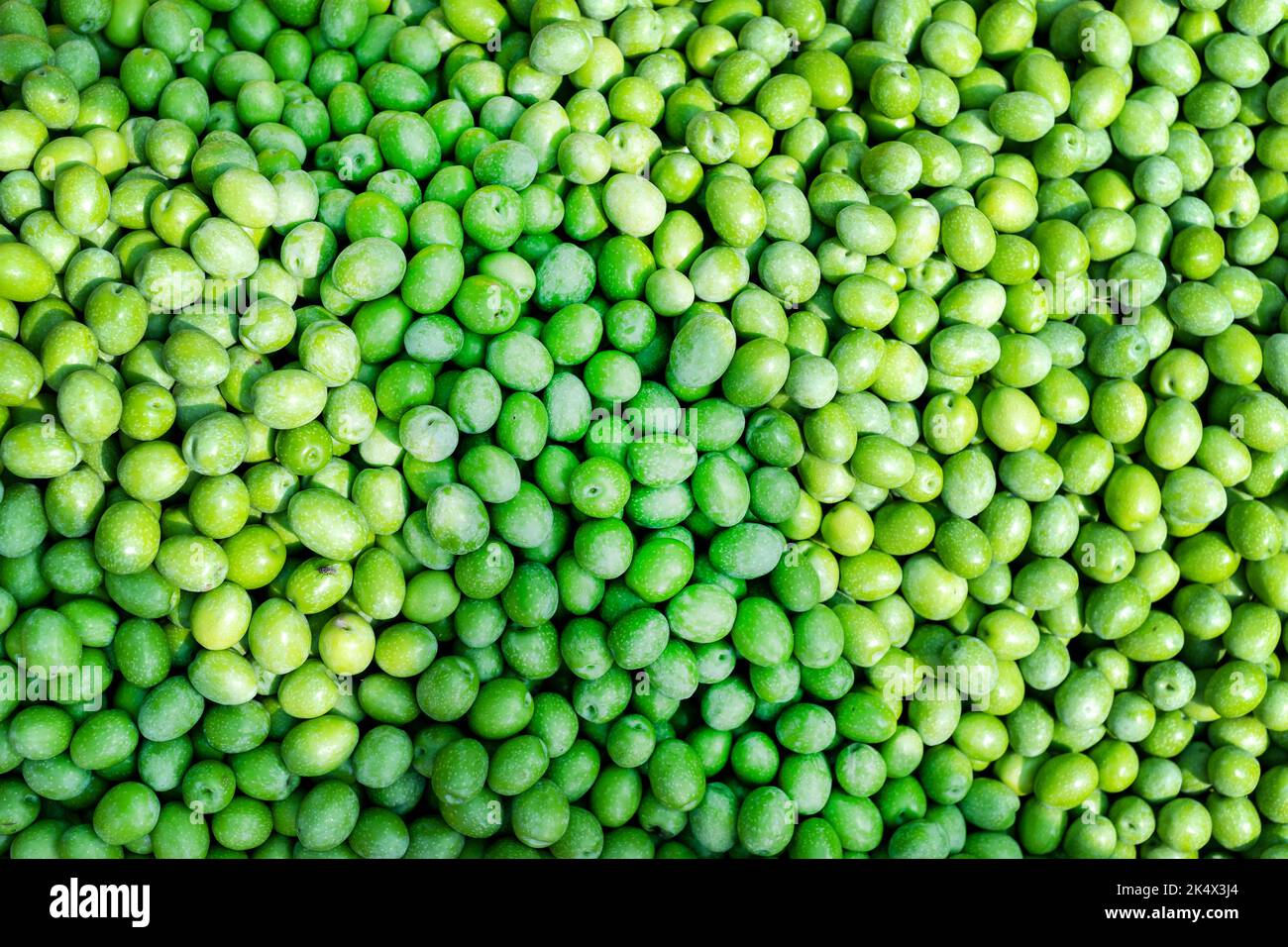 A large selection of freshly picked green unripe Greek table olives ...