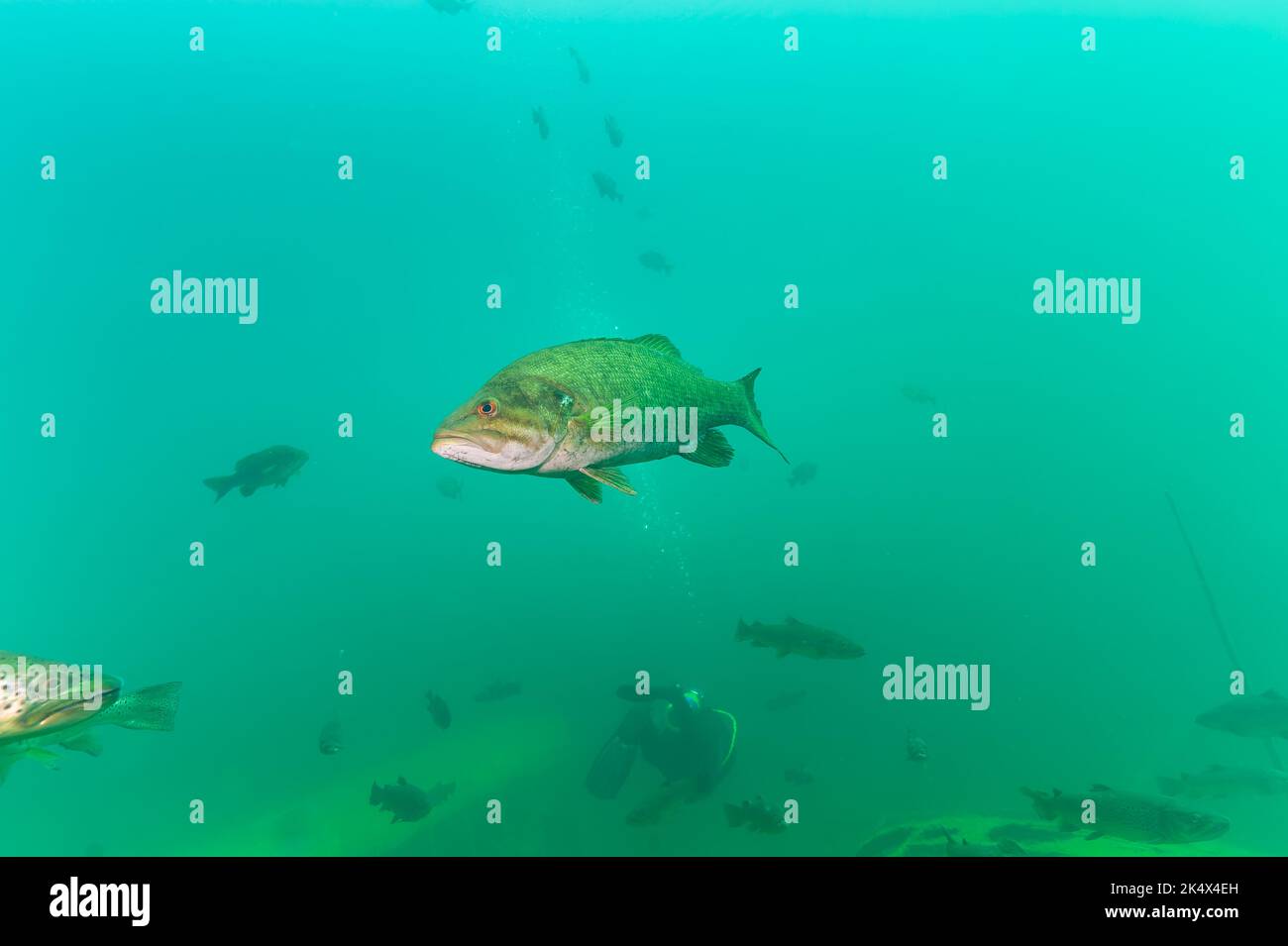 Large mouth bass micropterus salmoides swimming above a yellow school ...