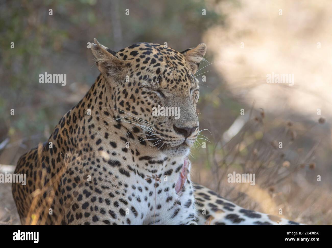 Leopard sitting; leopard resting; big leopard resting; female leopard ...