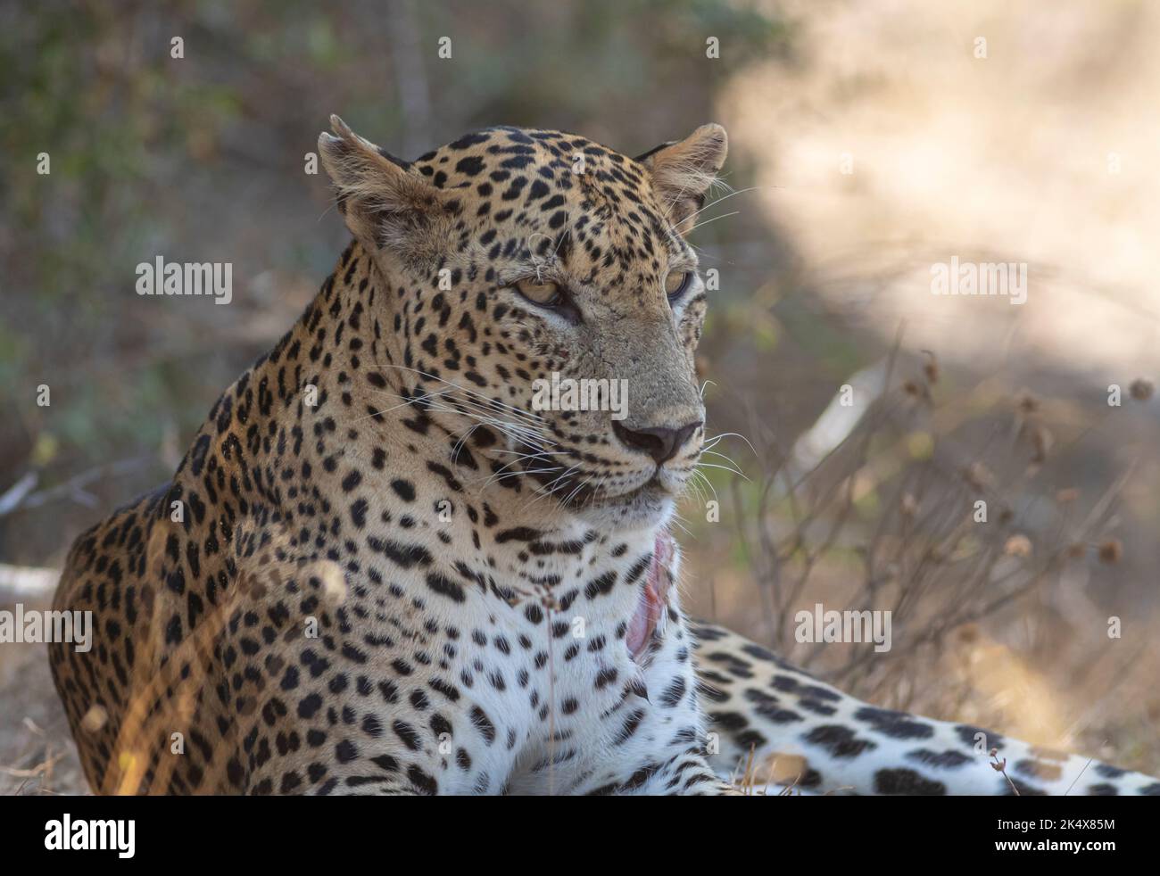 Leopard sitting; leopard resting; big leopard resting; female leopard ...