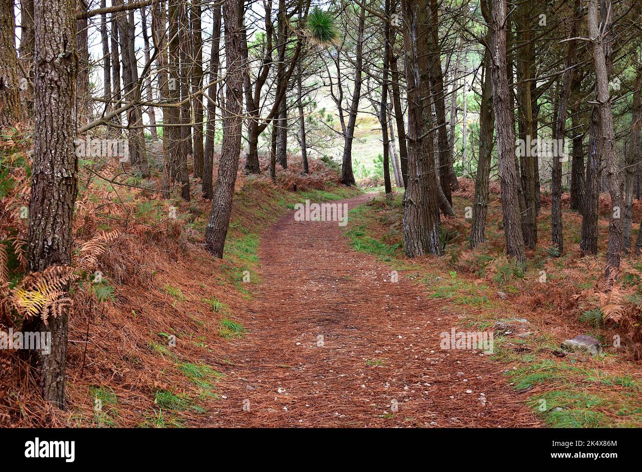 Pine tree forest with path covered with needles Stock Photo - Alamy