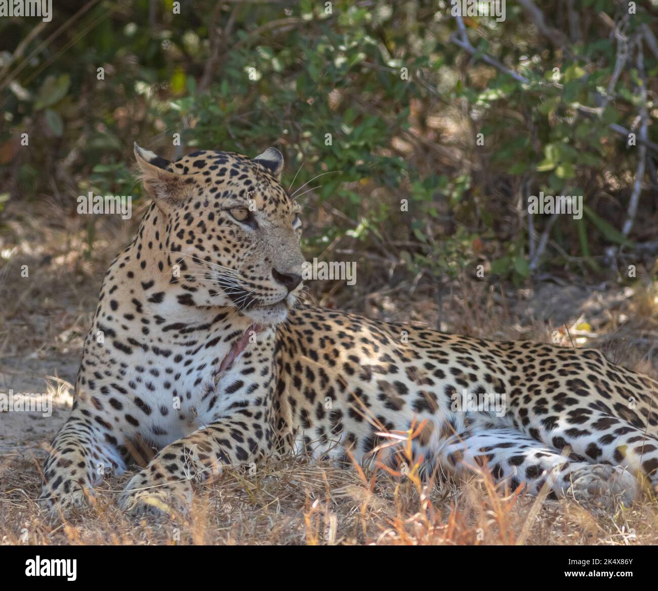 Leopard sitting; leopard resting; big leopard resting; female leopard ...