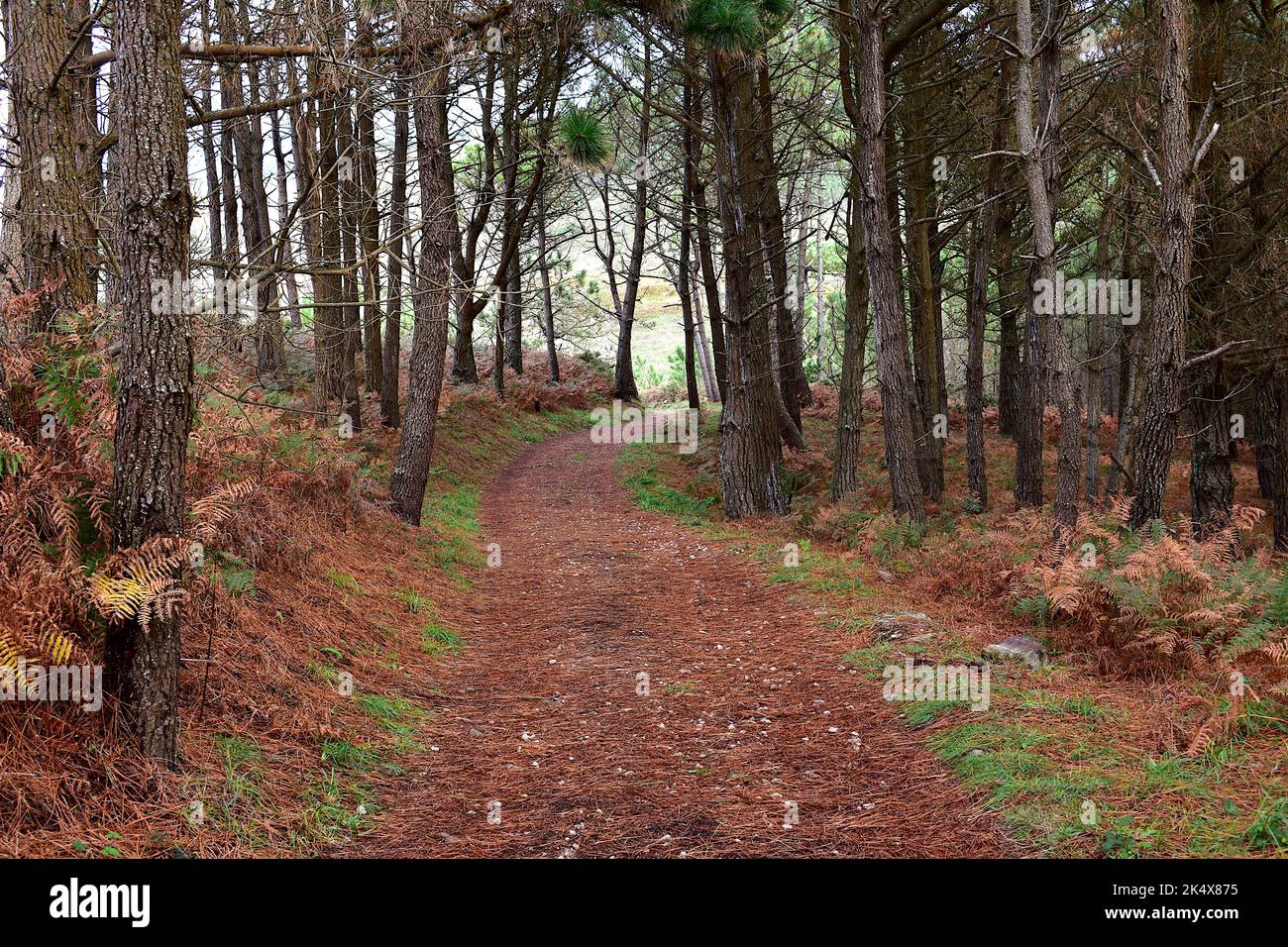 Pine tree forest with path covered with needles Stock Photo - Alamy