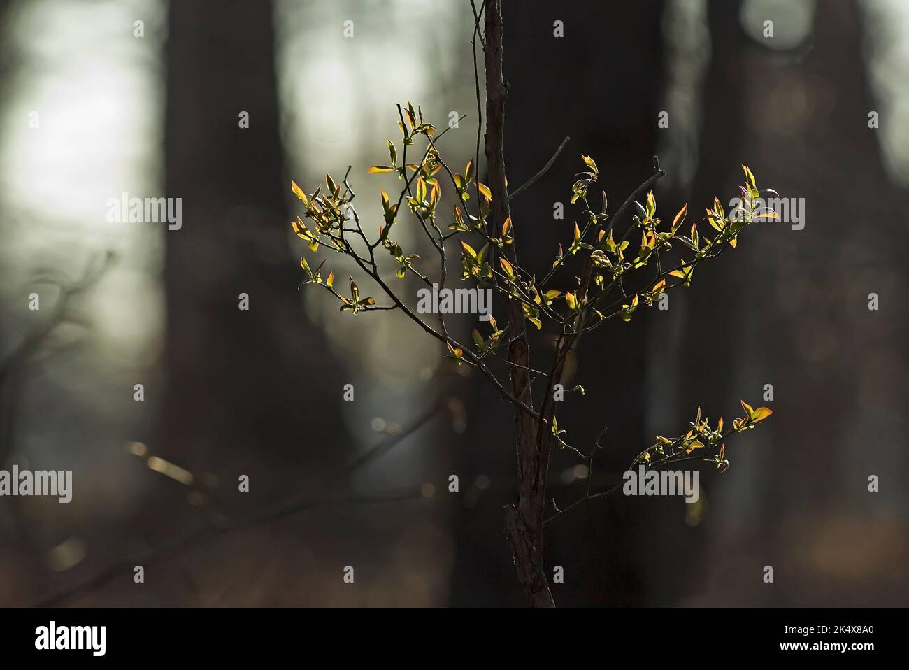 April spring woods with new growth Stock Photo - Alamy