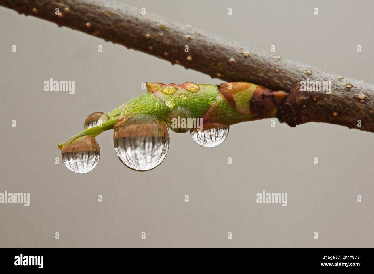 Beech buds hi-res stock photography and images - Alamy
