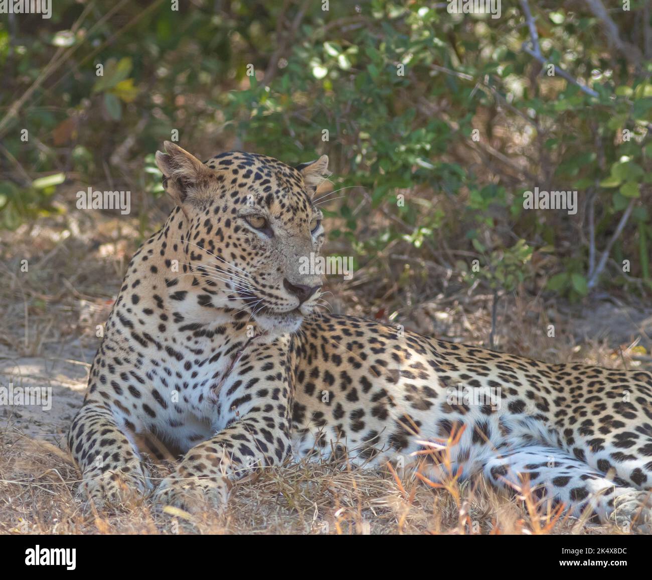 Leopard sitting; leopard resting; big leopard resting; female leopard ...