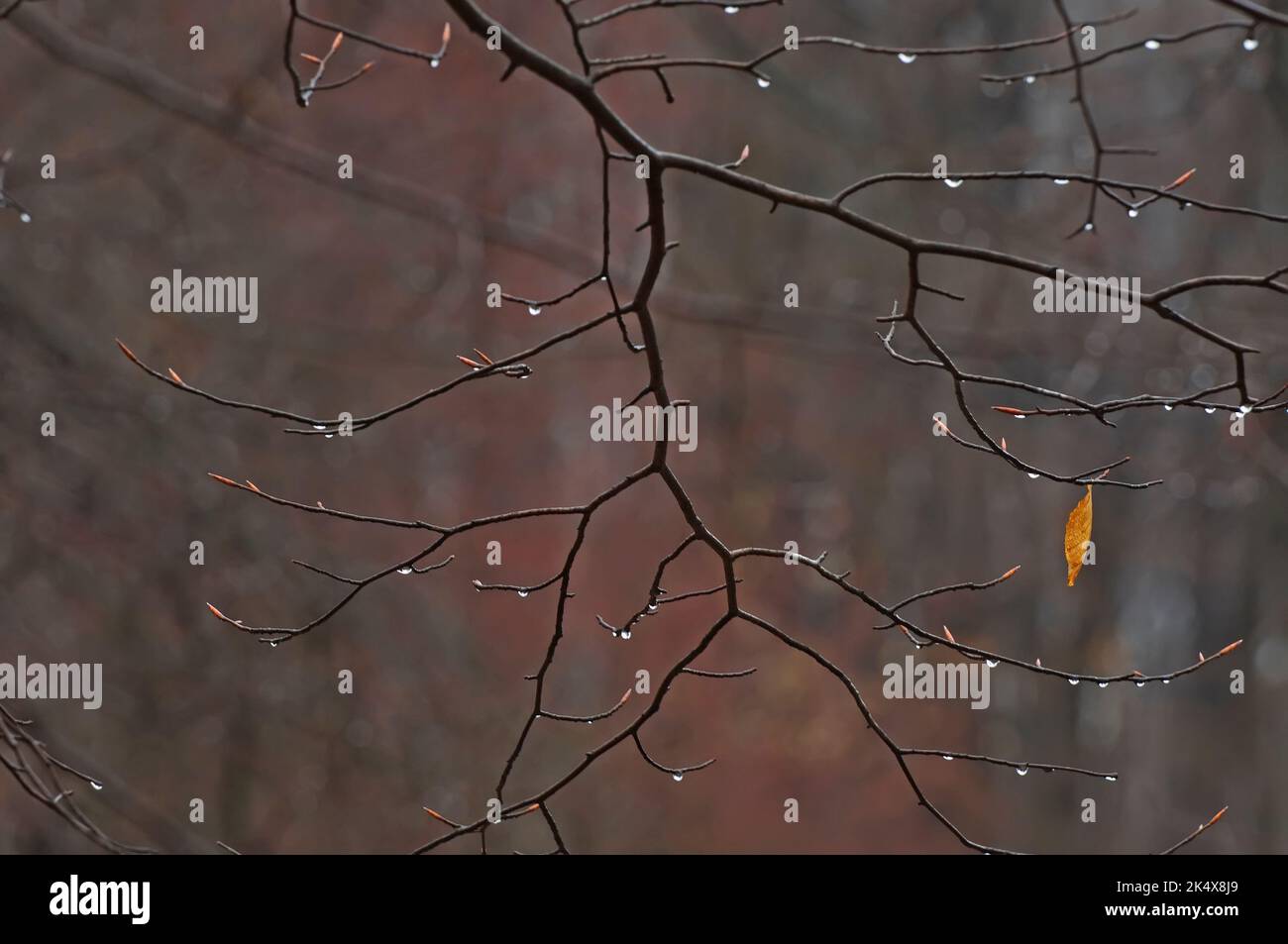 Budding beech branches after early spring rain Stock Photo - Alamy
