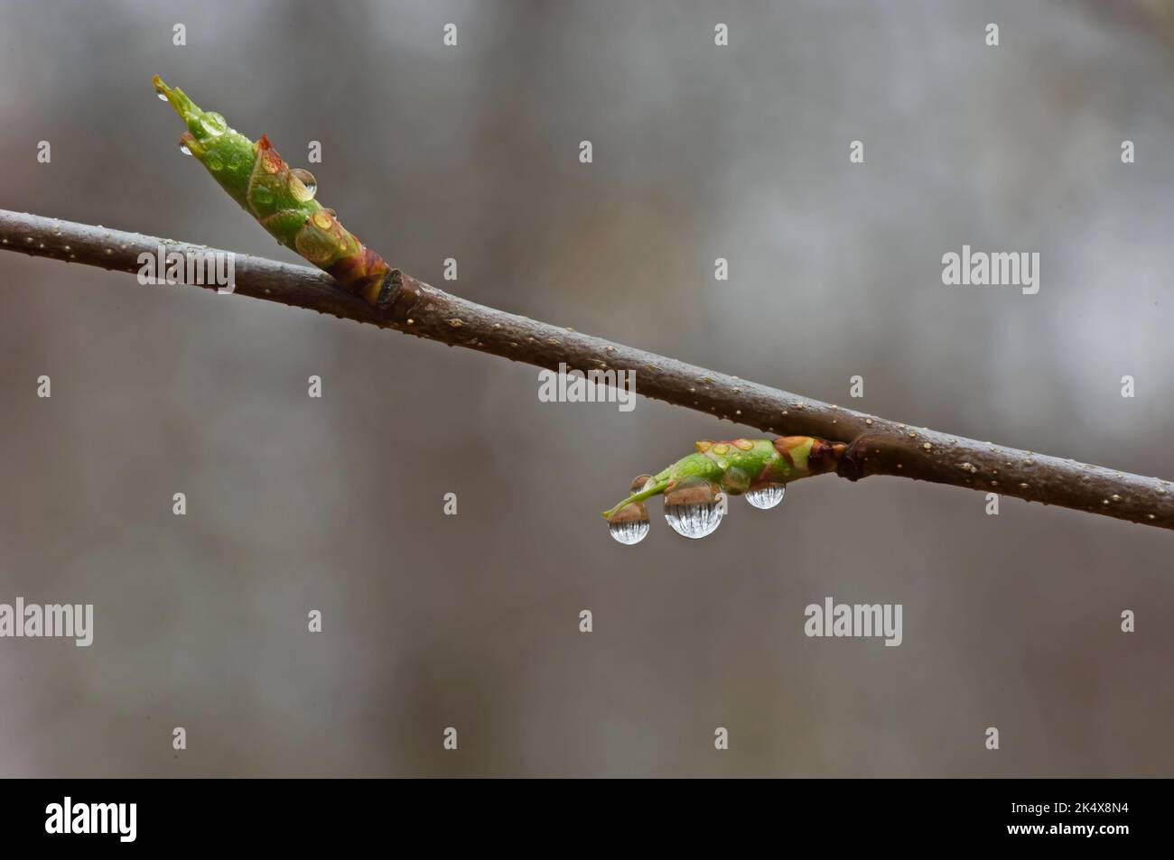 Beech buds hi-res stock photography and images - Alamy
