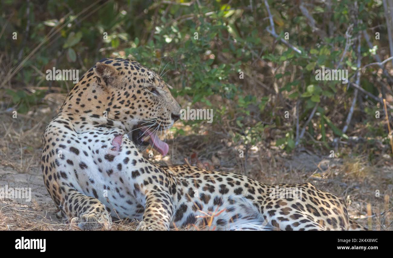 Leopard sitting; leopard resting; big leopard resting; female leopard ...