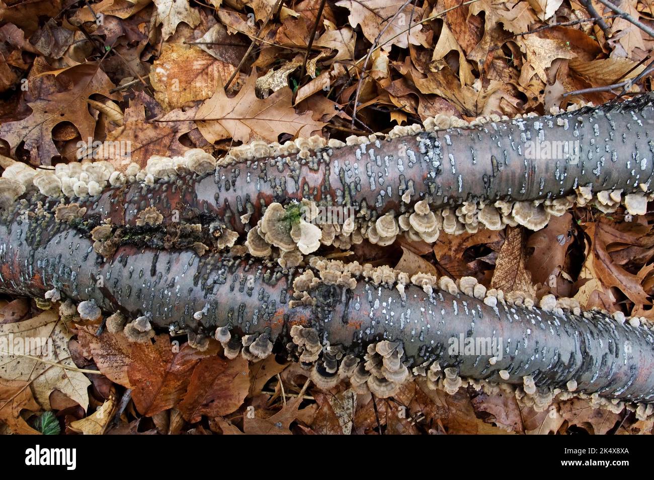 Fallen logs with fugal growth Stock Photo - Alamy