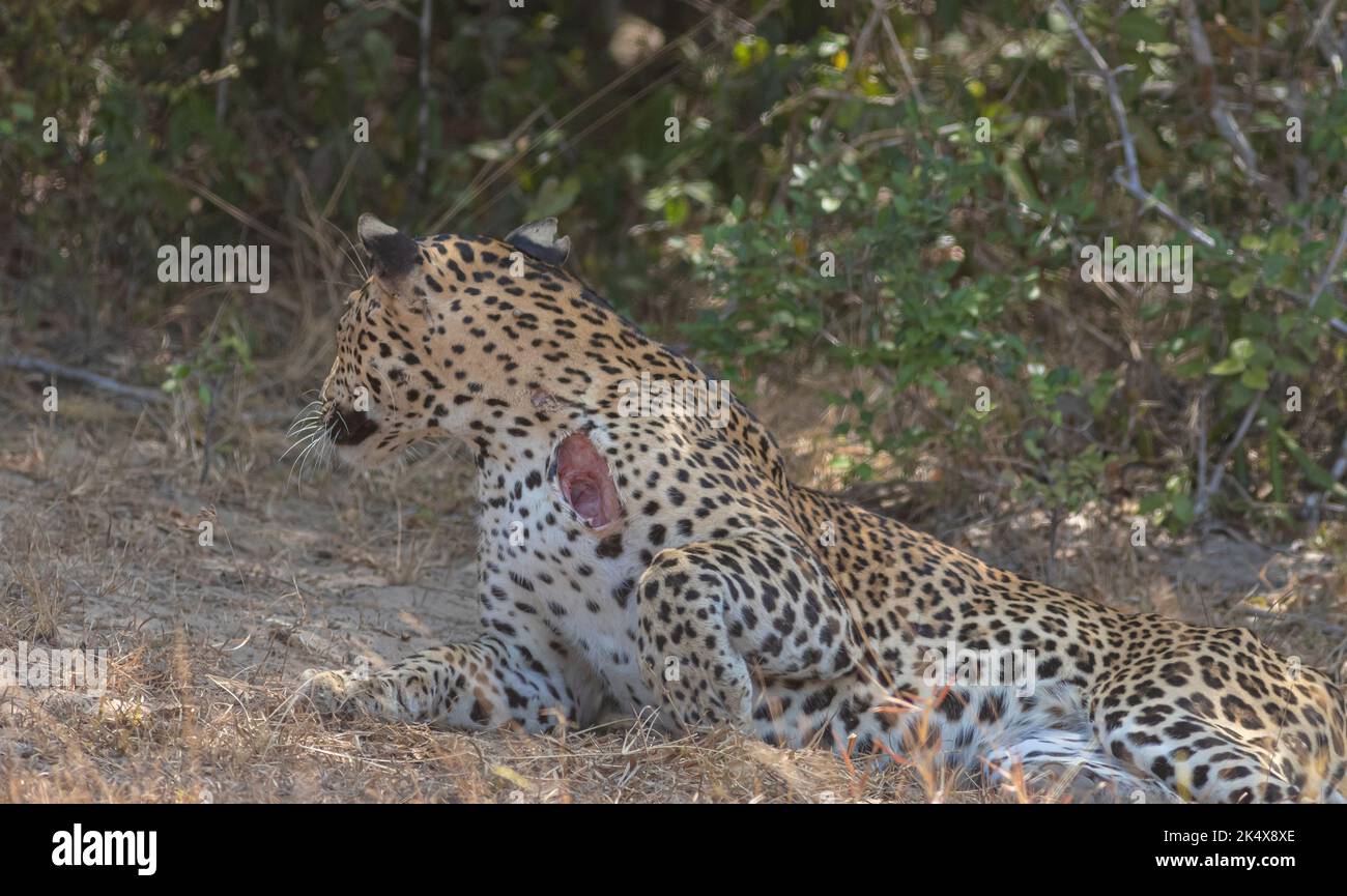 Leopard sitting; leopard resting; big leopard resting; female leopard ...