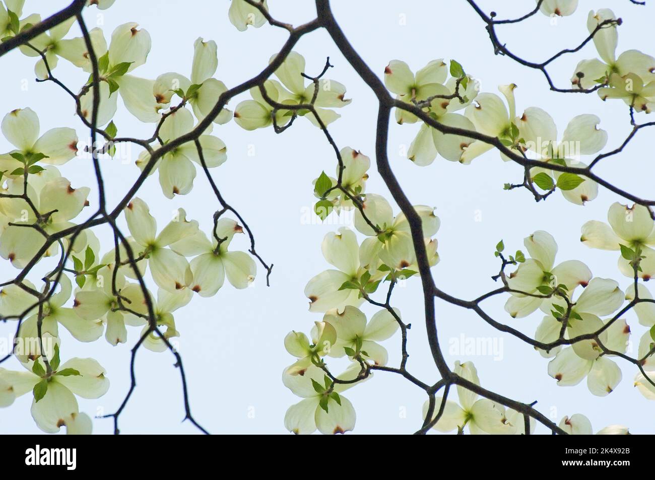 Flowering dogwood (cornus florida) blooming in spring Stock Photo - Alamy