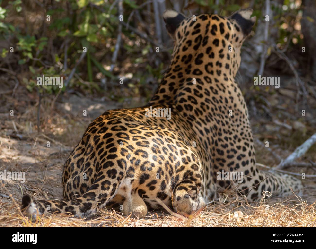 Leopard sitting; leopard resting; big leopard resting; female leopard ...