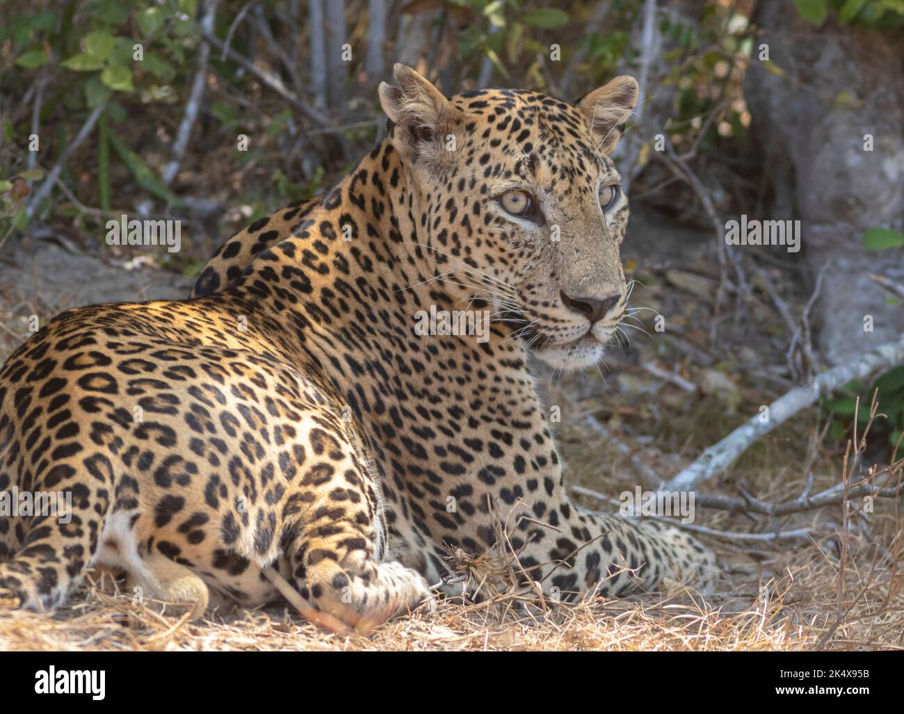 Leopard sitting; leopard resting; big leopard resting; female leopard ...