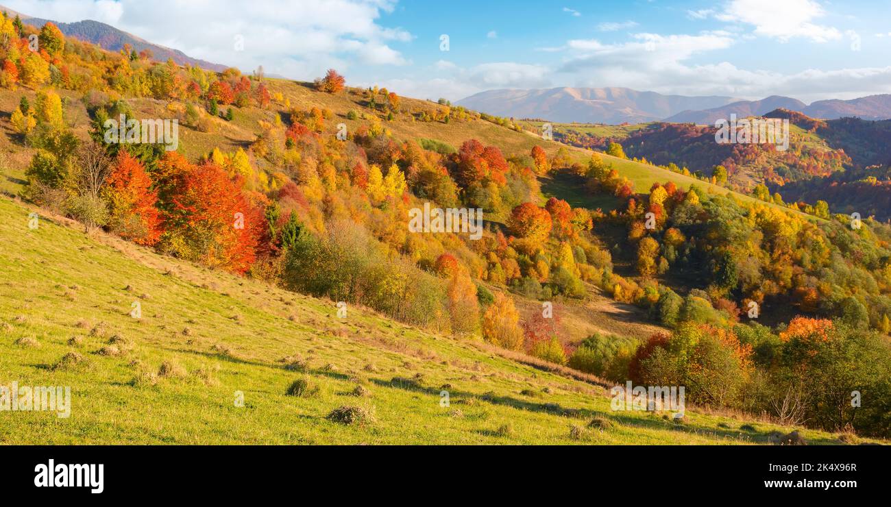 carpathian rural landscape in autumn. colorful scenery with trees in fall foliage on the hills ...