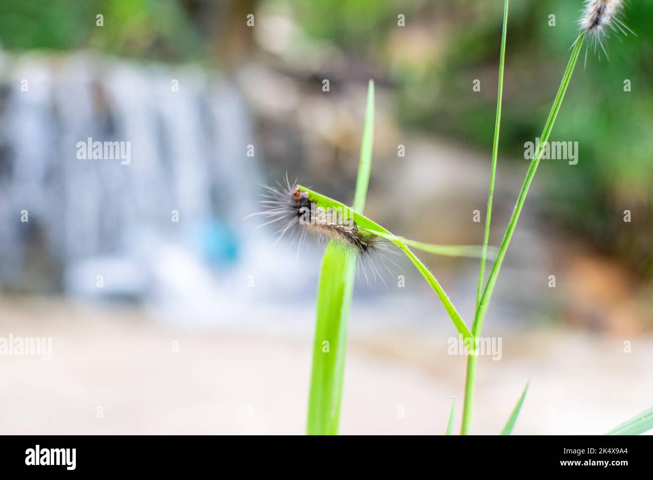 Worm macro photography hi-res stock photography and images - Alamy