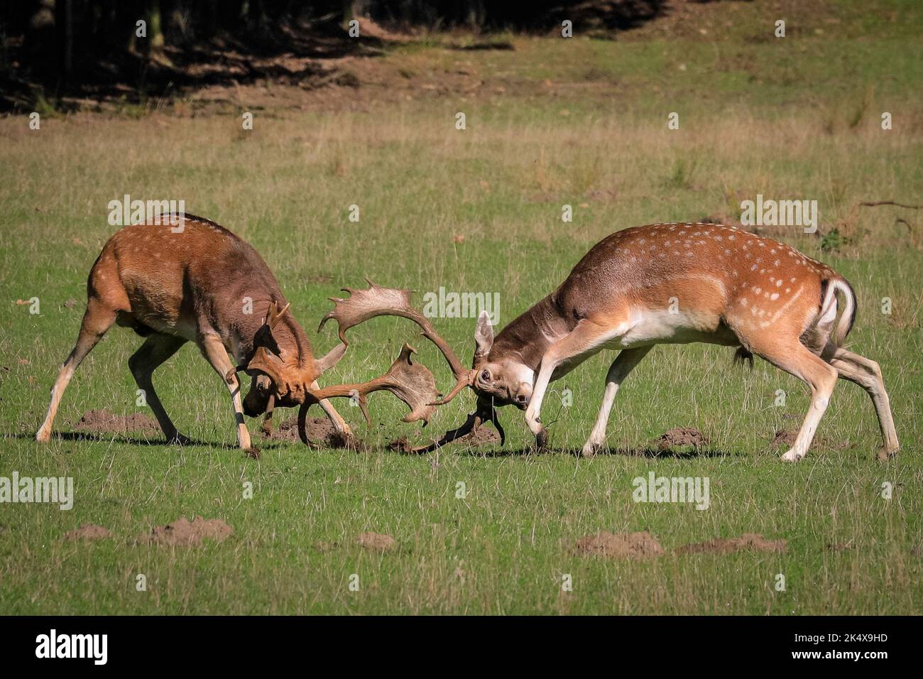 Duelmen, Westfalia, Germany. 04th Oct, 2022. Two adult fallow deer ...
