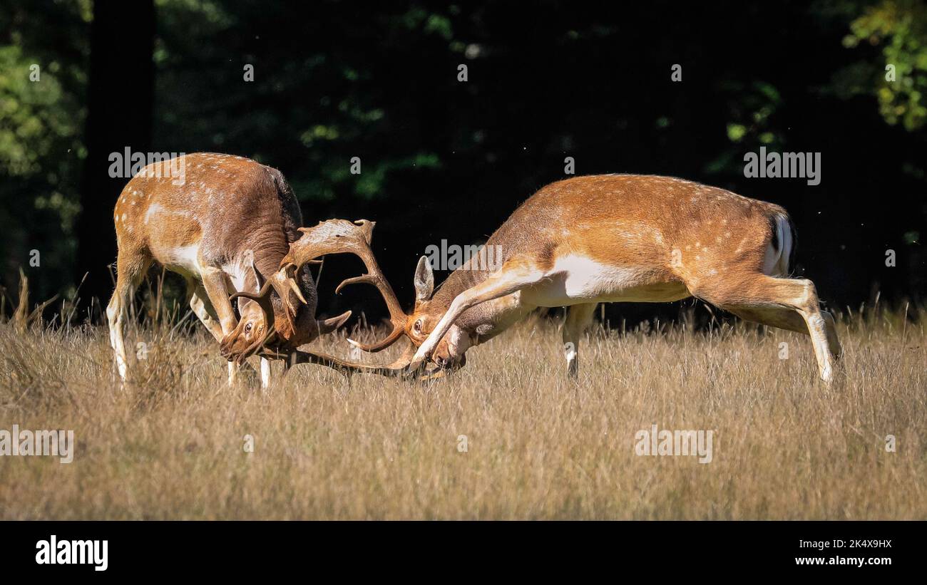 Duelmen, Westfalia, Germany. 04th Oct, 2022. Two adult fallow deer ...