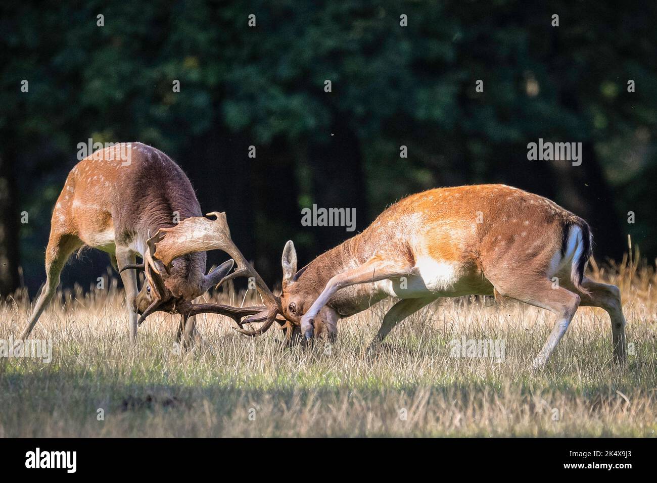 Pre rutting hi-res stock photography and images - Alamy