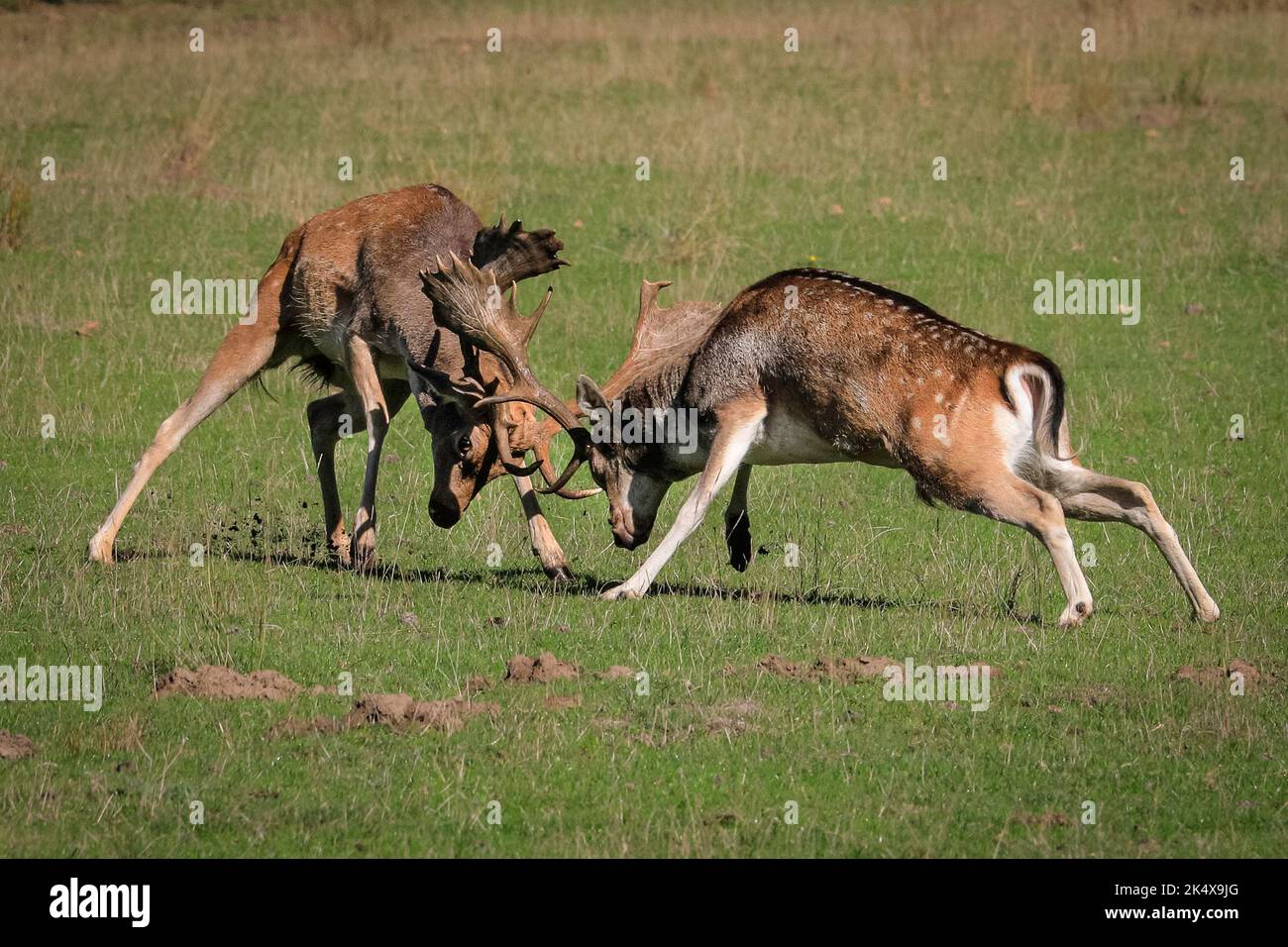 Pre rutting hi-res stock photography and images - Alamy