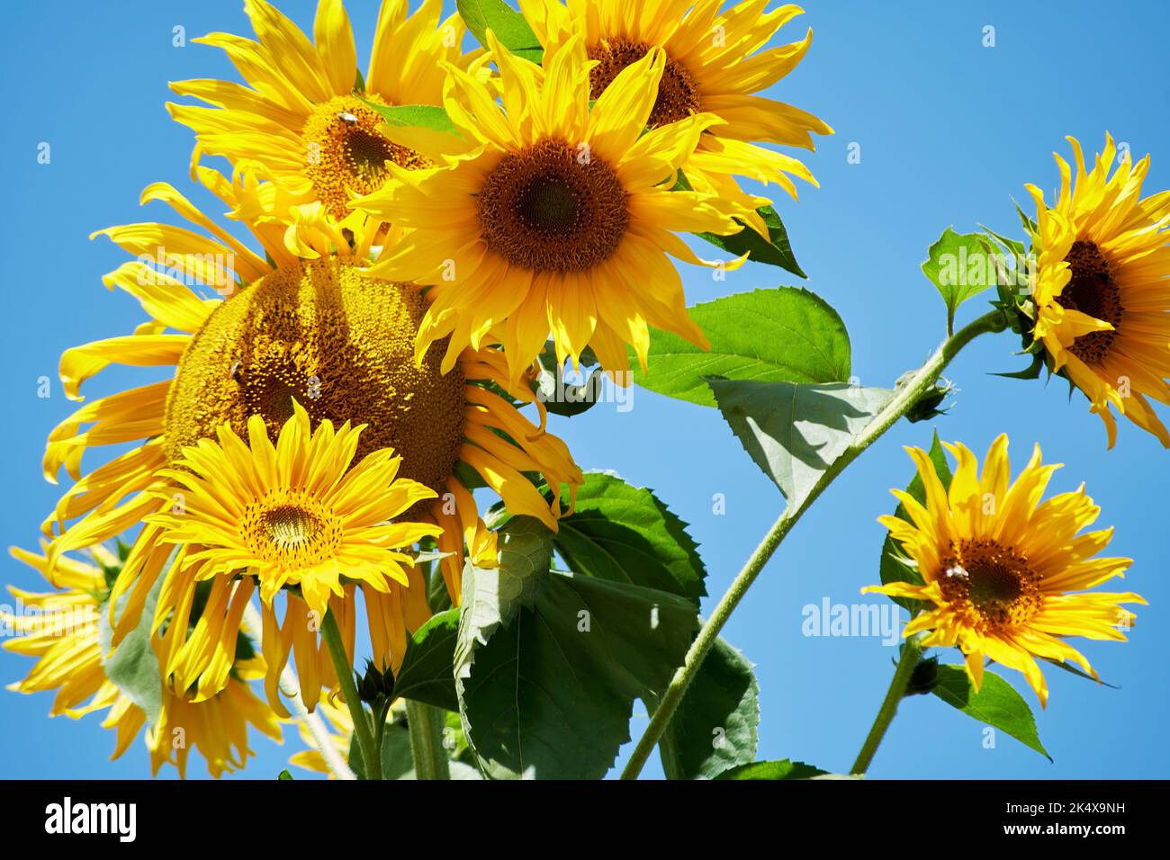 Bright yellow sunflowers high up with blue sky on the back. Flowers and ...