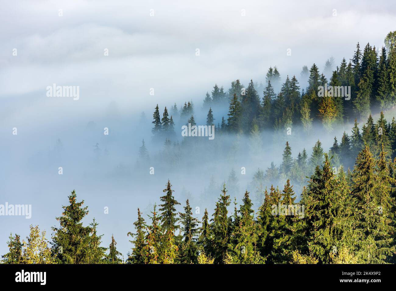 Group of hilltop trees hi-res stock photography and images - Alamy