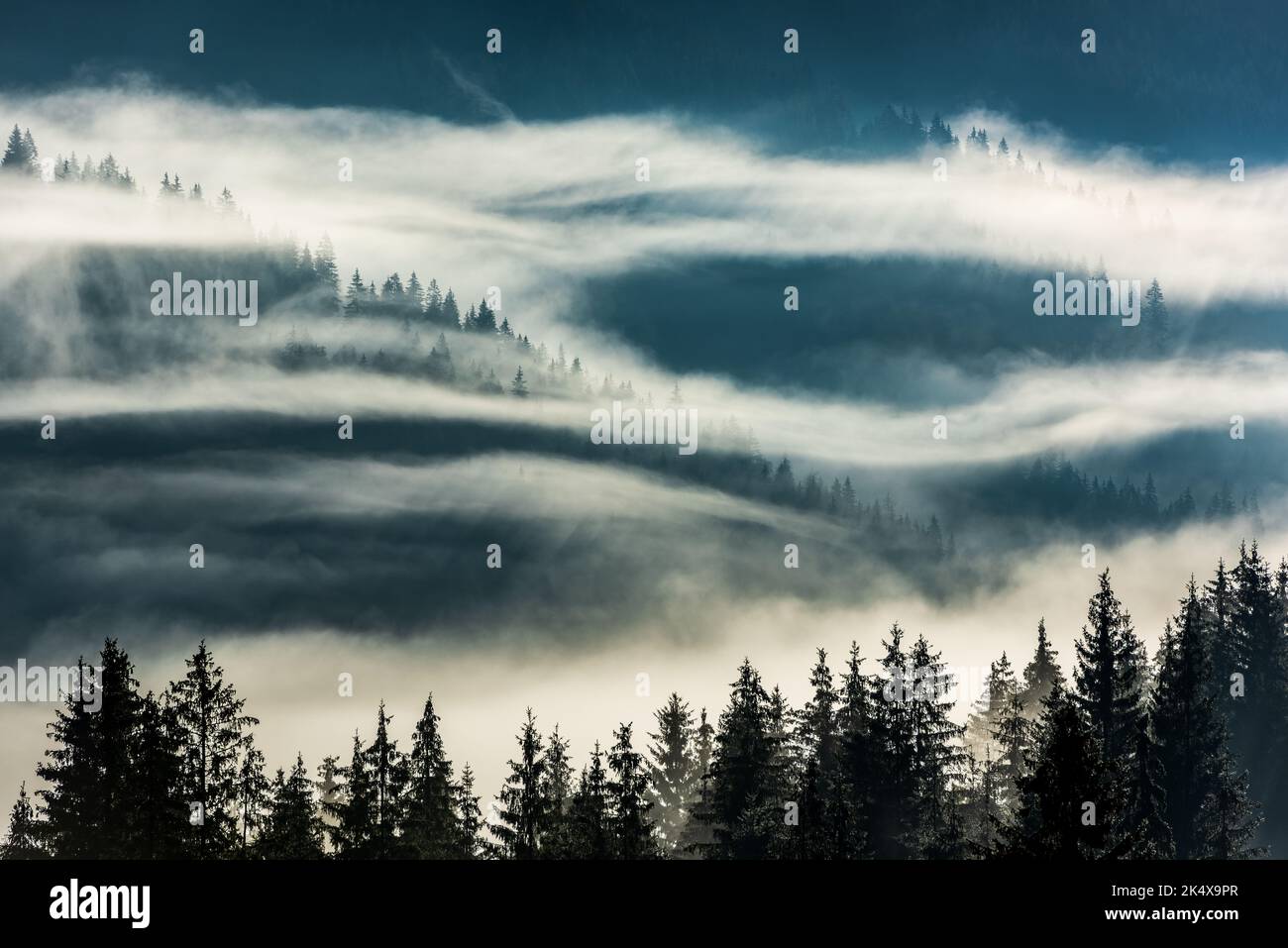Misty dawn landscape with trees above fog in the Eastern Europe ...
