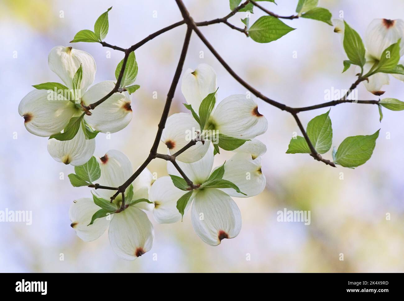 Flowering dogwood (cornus florida) blooming in spring Stock Photo - Alamy