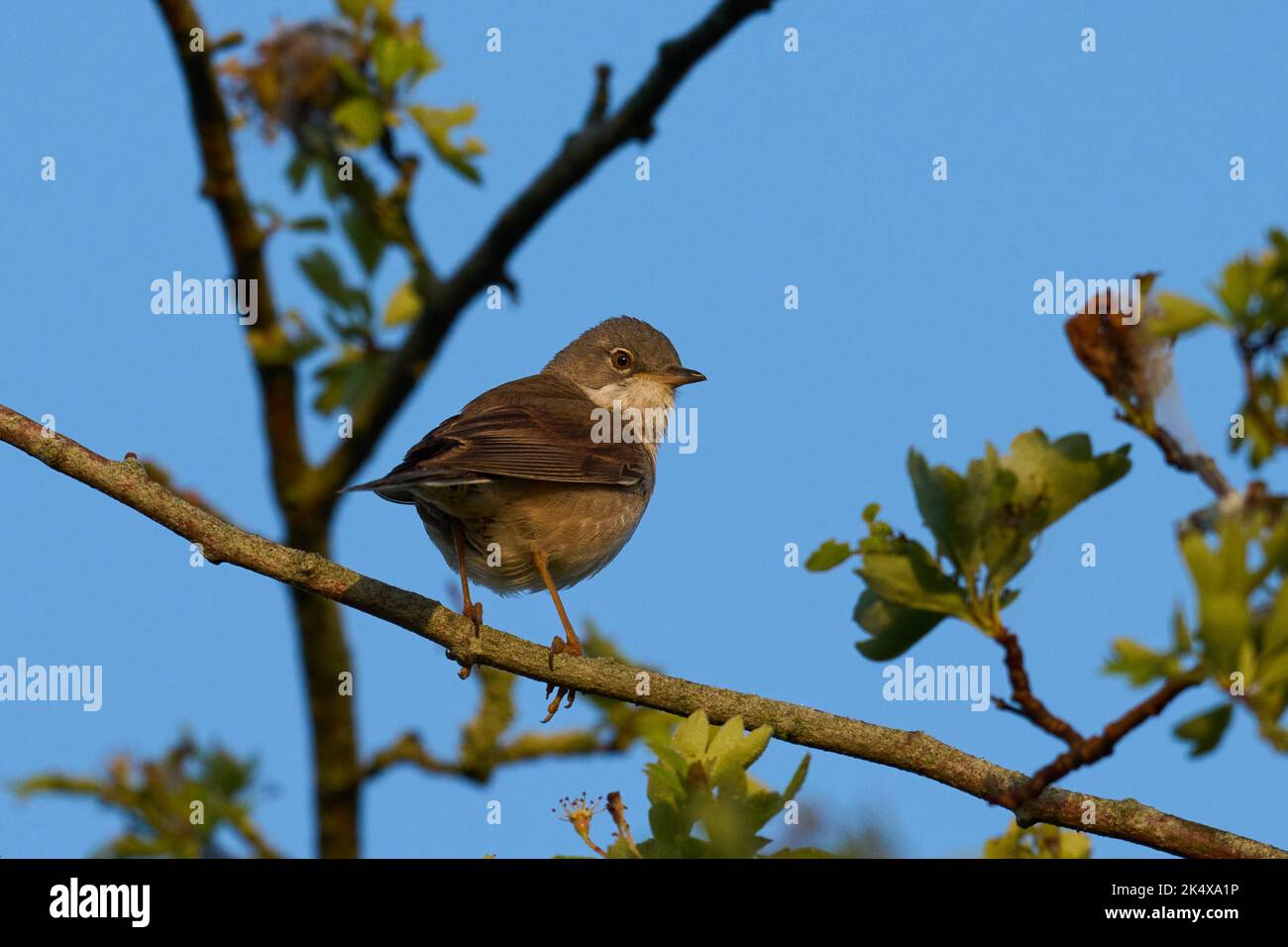 Common whitethroat (Curruca communis)v in its natural envirnment Stock ...