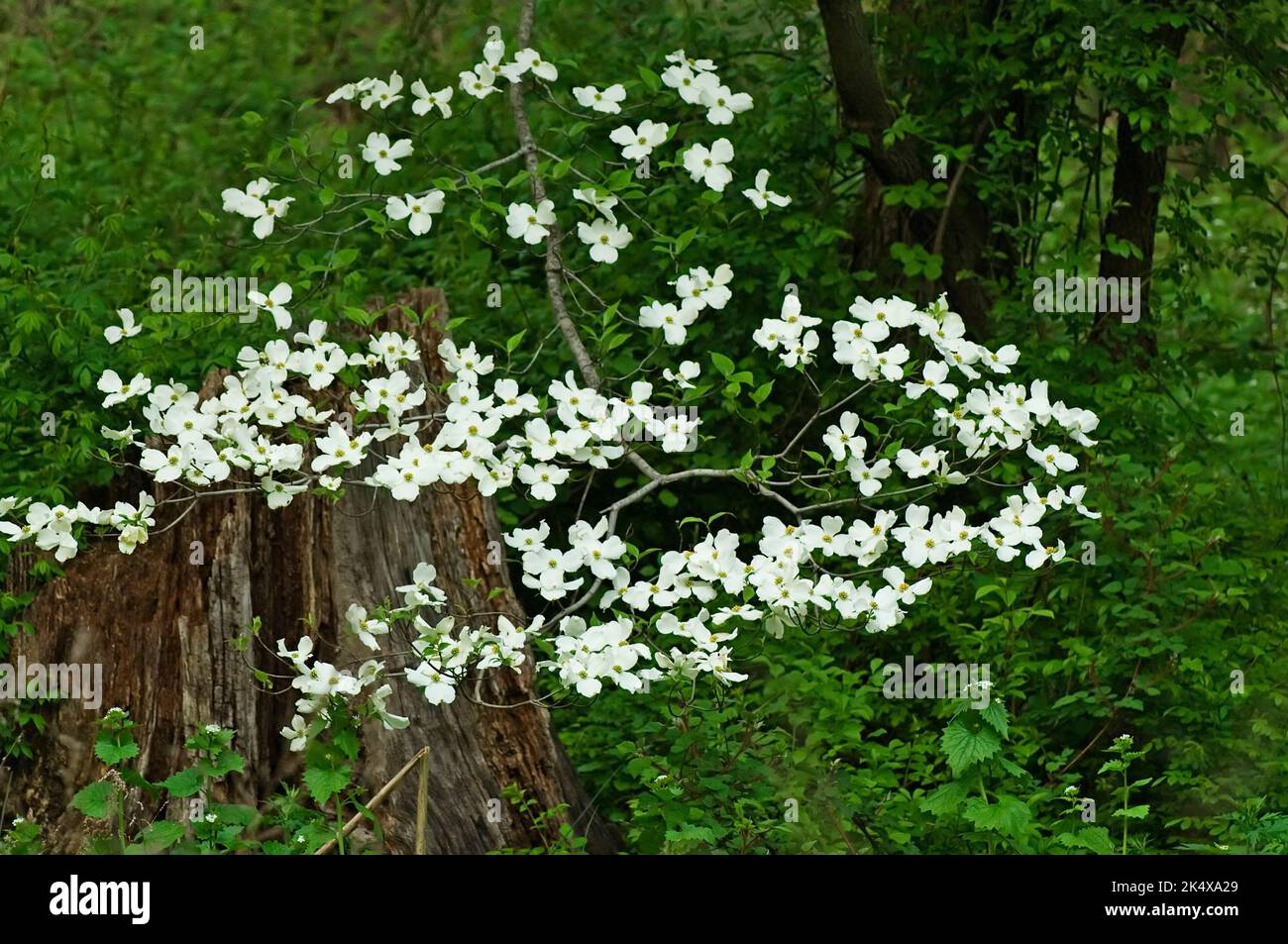 Flowering dogwood (cornus florida) blooming in spring Stock Photo - Alamy
