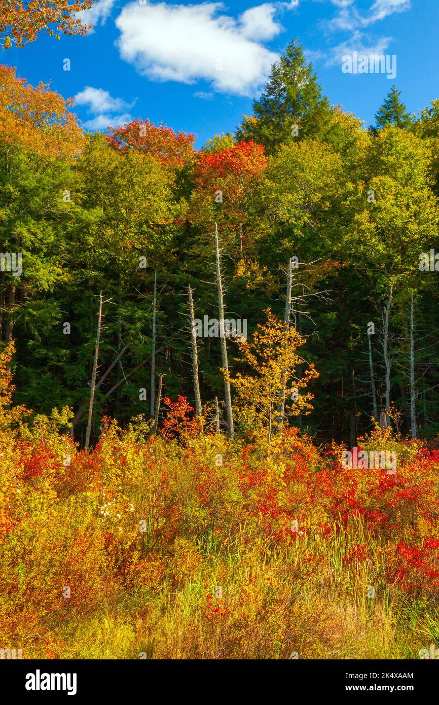 Browning beaver meadow hi-res stock photography and images - Alamy