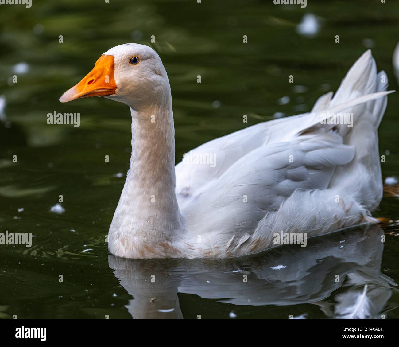Domestic Goose enjoying Swim in a lake Stock Photo - Alamy