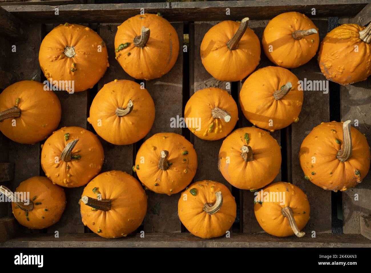 A selection of pumpkins in a wooden crate Stock Photo - Alamy