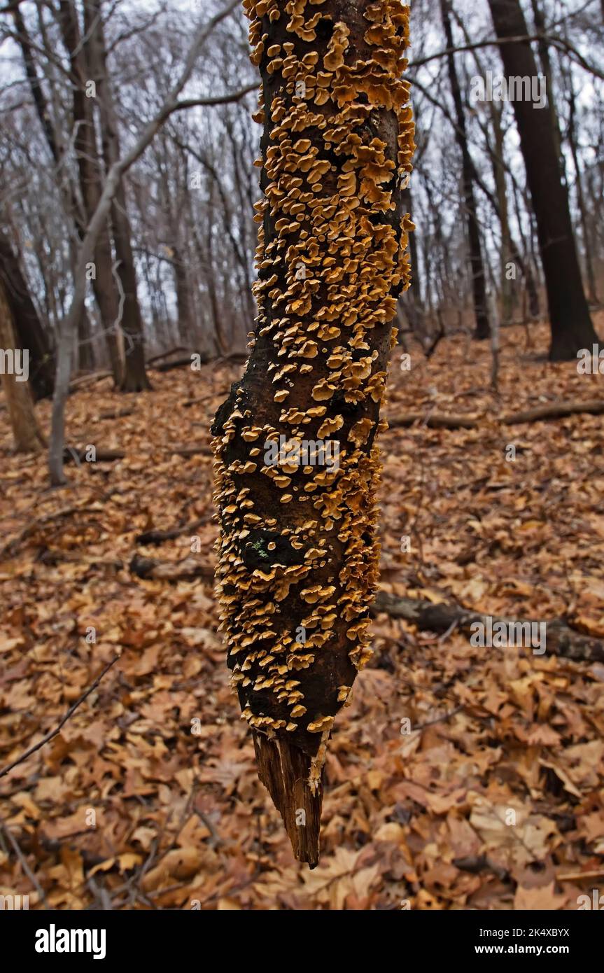 tree trunks with fungal growth Stock Photo - Alamy