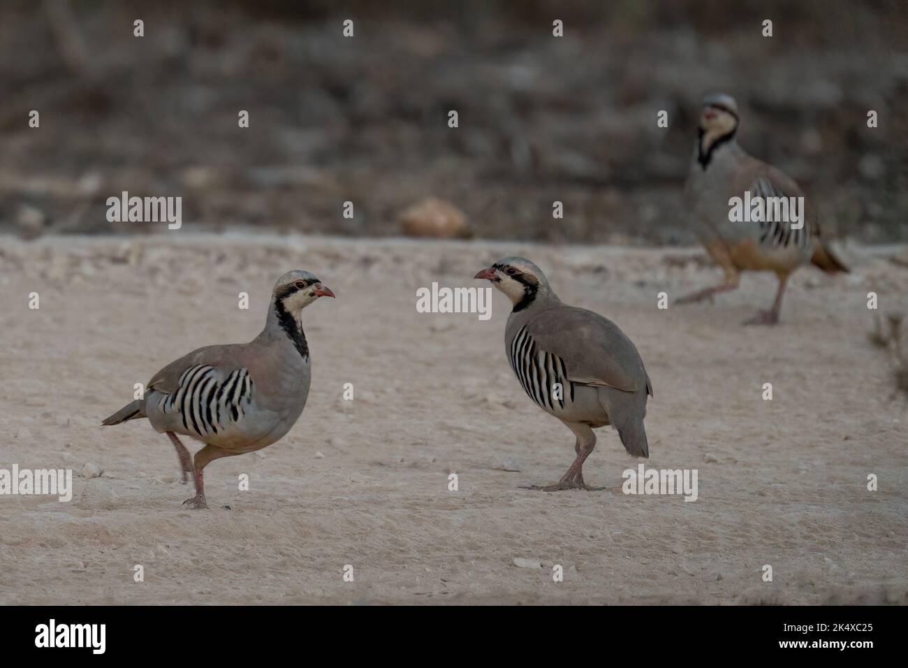 Three partridges in a sandy field on a hazy dawn in Jerusalem, Israel ...