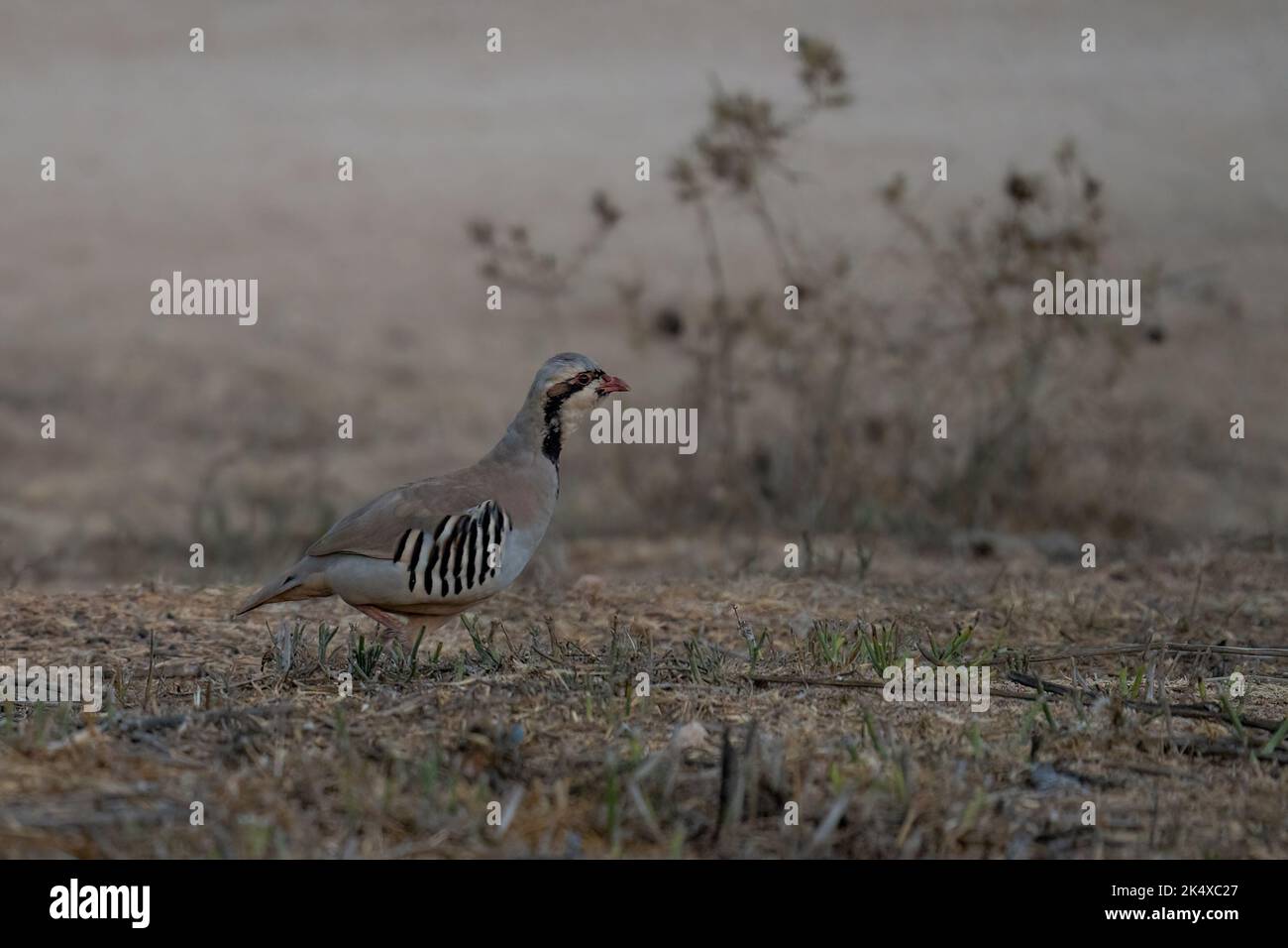 A single partridge in a fallow field in Jerusalem, Israel, on a hazy ...