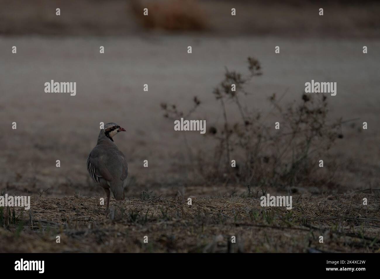 Partridge in a hi-res stock photography and images - Alamy